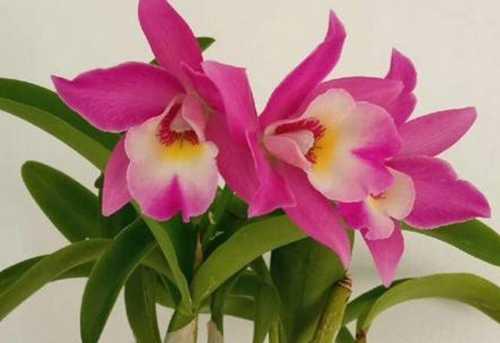 Орхидея каттлея, брассовола