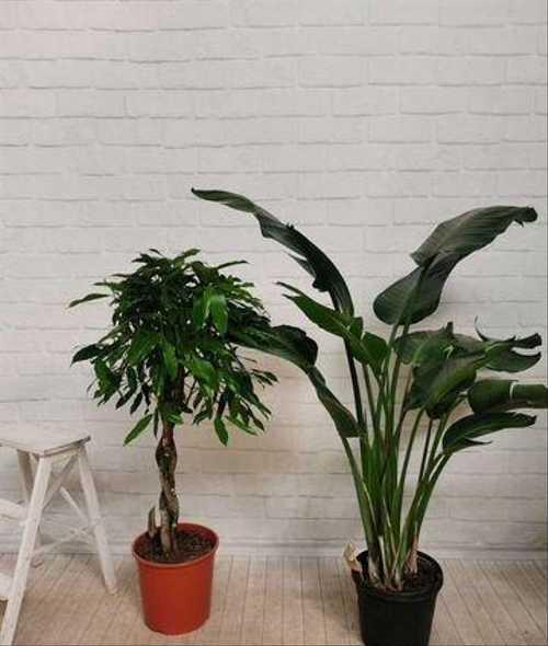 Комплект растений для озеленения кафе и ресторана
