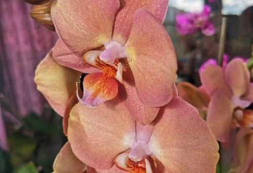 Орхидея фаленопсис Cobrion (Кобрион) отцвела
