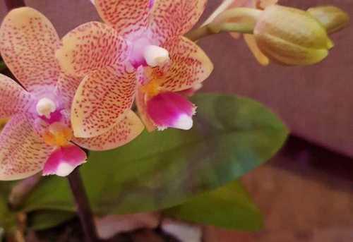 Орхидея фаленопсис парфюмерная фабрика бабочка