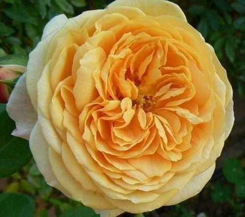 Английские кустовые розы Тизинг Джорджия