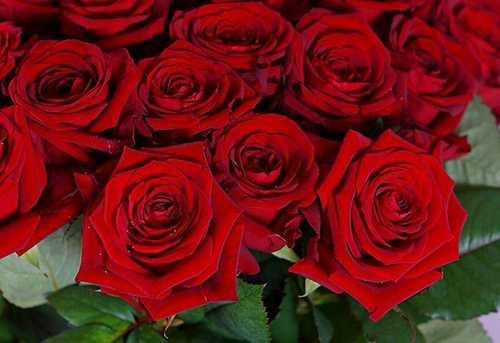 101 роза Букет Доставка Цветы 25 роз