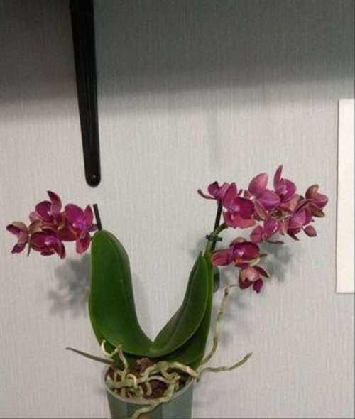 Орхидея мультифлора Cute Holly, 2 ствола
