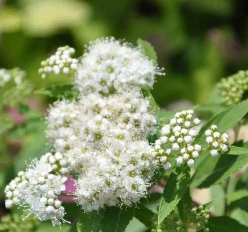 Спирея Альбифлора (Albiflora)