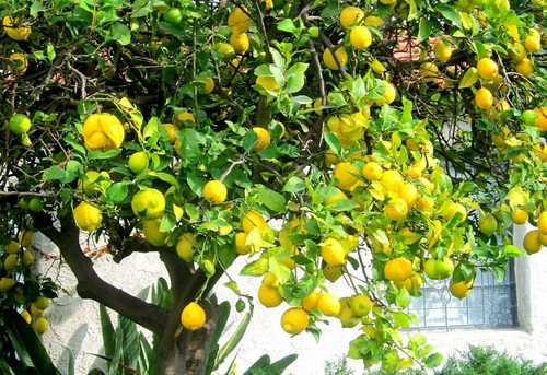 Саженцы лимонного дерева оптом по России