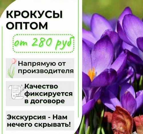 Крокусы на заказ от 100 шт. — звоните