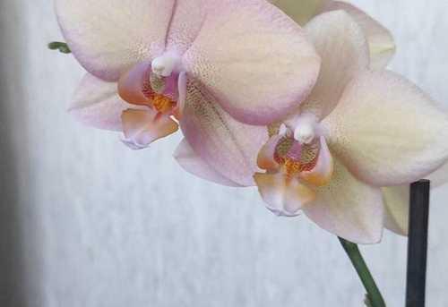 Орхидея фаленопсис Легато коллекционная