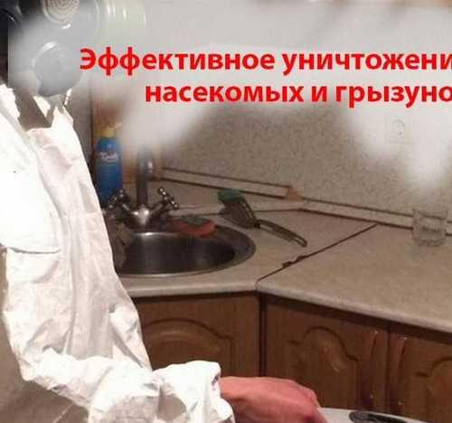 Уничтожение клопов тараканов грызунов блох