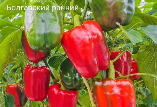 Сортовые семена сладкого перца