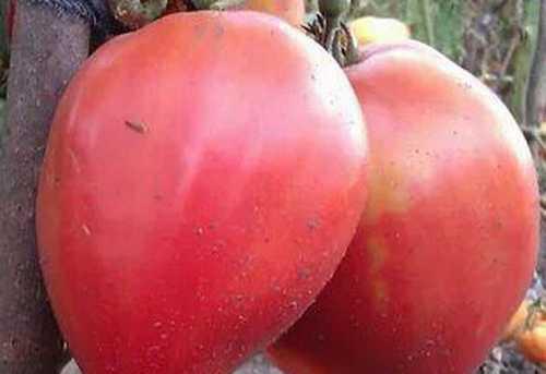 Семена урожайных томатов для открытого грунта