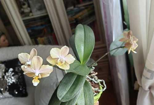 Орхидея парфюмерная фабрика Валкион
