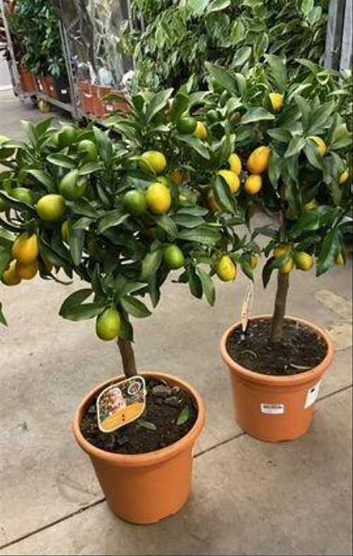 Кумкват Премиум / Лимонное Мандариновое дерево