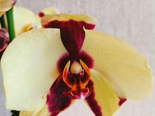 Орхидея цветущая, h 75 см