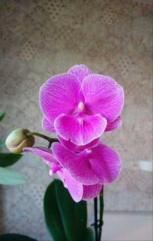 Орхидея фаленопсис европейские цветут