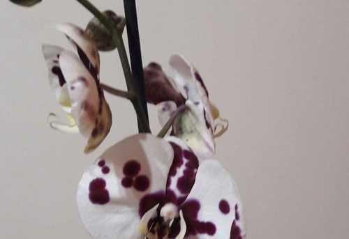 Орхидеи цветущие - Новое поступление