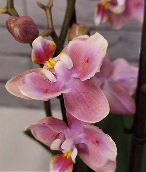 Орхидея фаленопсис бабочка Арома