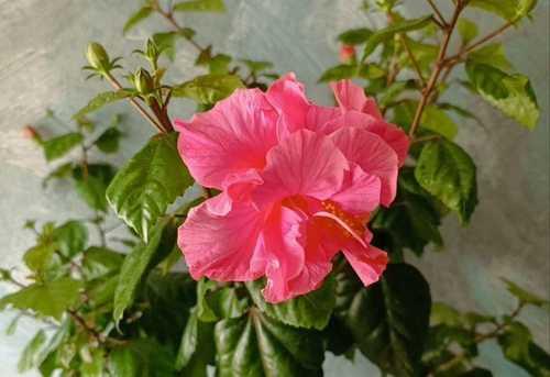 Гибискус махровый, розовый (китайская роза)