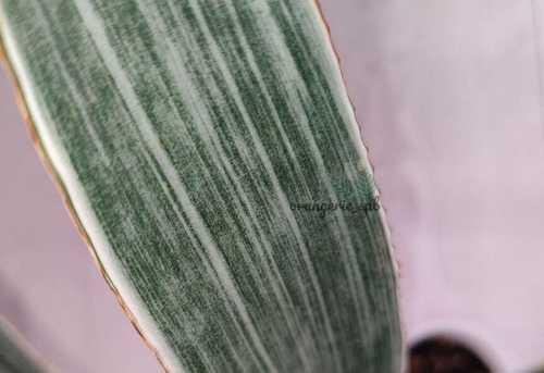 Сансевиерия Металлика (Sansevieria Metallica)