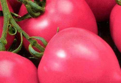 Семена советских сортов томатов(низкорослых)
