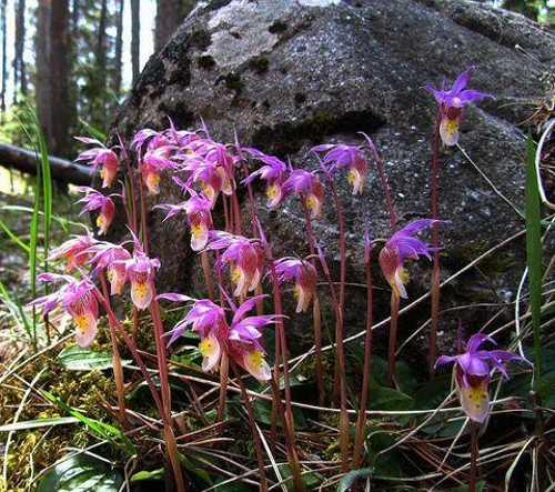 Орхидея для сада калипсо