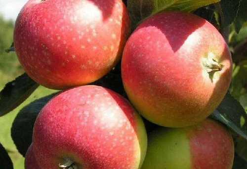 Саженцы яблони оптом мм-106
