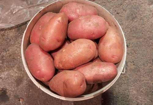 Продам картофель 25р за 1кг