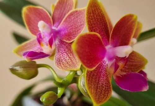Орхидея фаленопсис Miki Golden Sand