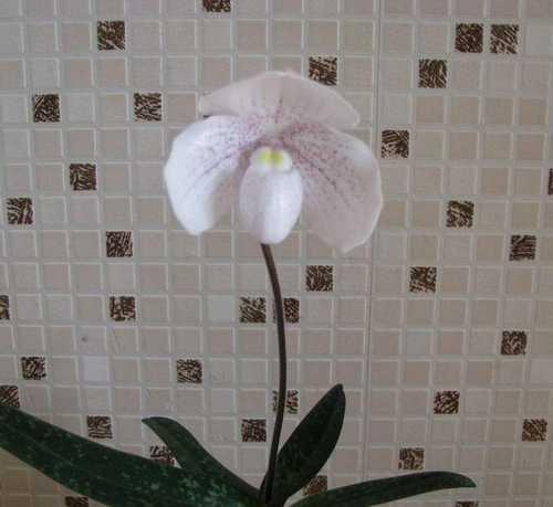 Орхидея Paphiopedilum niveum