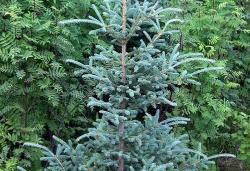 Ель канадская Глаука (Picea glauca) не коника