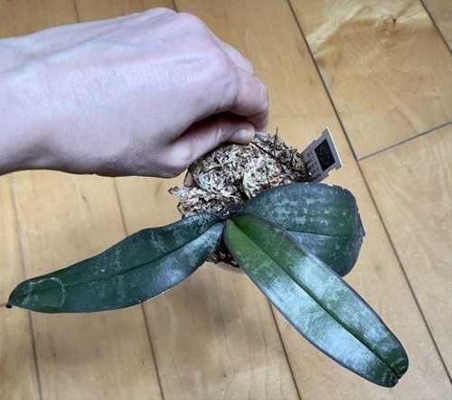 Орхидея Phal. stuartiana (Schwerter)