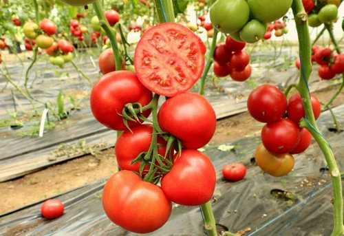 Семена томатов онега F1
