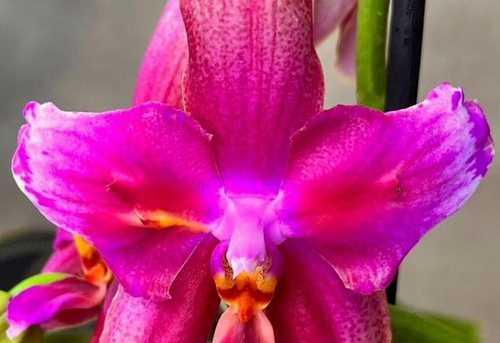 Орхидея фаленопсис бабочка Лиодоро