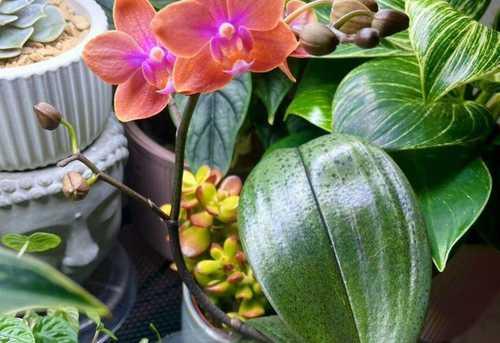 Орхидея парфюмерная фабрика дасти бель