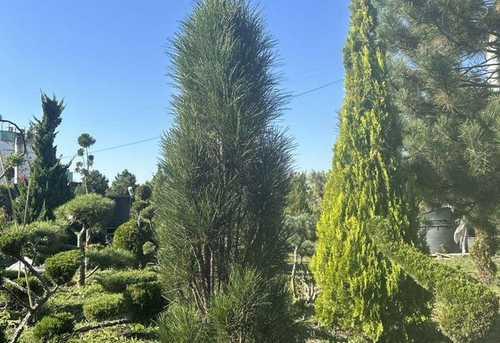 Сосна Грин Тауэр Pinus nigra "Green Tower"