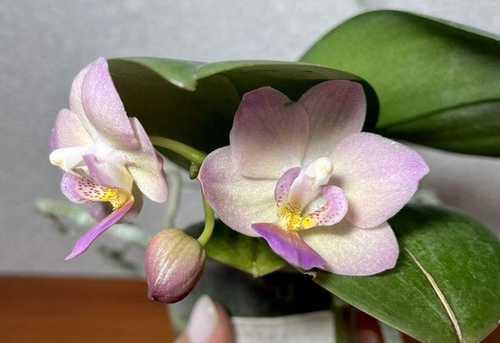 Орхидея фаленопсис Pinky Pie