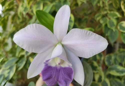 Орхидея каттлея C.walkeriana x sincorana