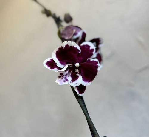 Орхидея фаленопсис биг лип черная бархатная