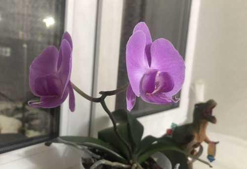 Орхидея цветущая