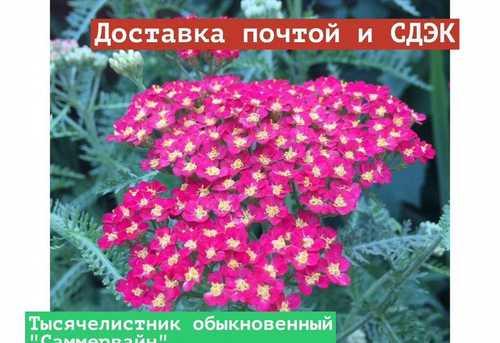 Тысячелистник обыкновенный Саммервайн