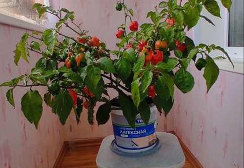 Carolina reaper