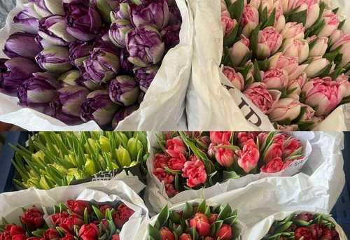 Голландские тюльпаны 60см