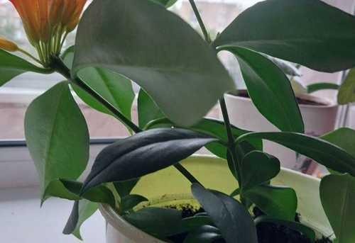 Цветок эсхинантус(перо жар птицы)