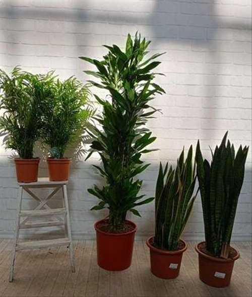 Стильный комплект - 5 растений для озеленения кафе