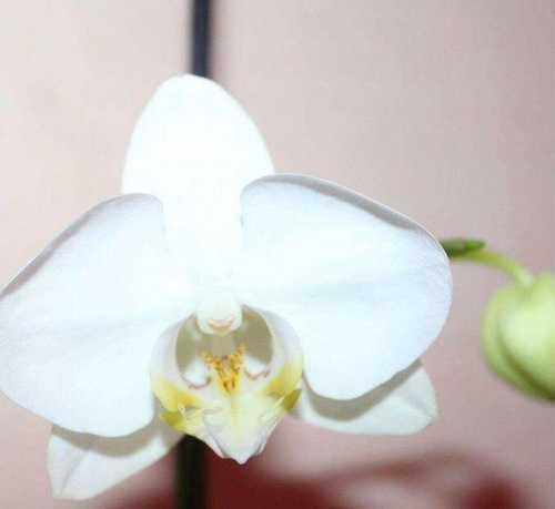 Орхидея фаленопсис Кембридж