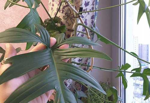 Филодендрон лиана, комнатное растение