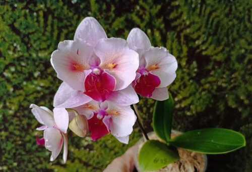 Орхидея фаленопсис бабочка PF-5017