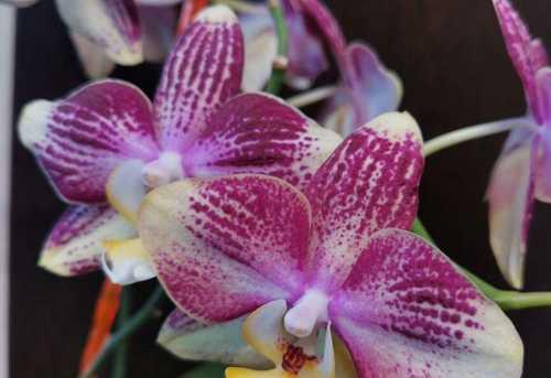 Орхидея фаленопсис пиниф