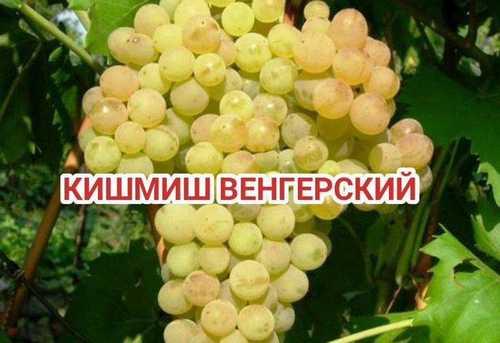 Саженцы винограда кишмиш Венгерский