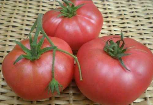 Свои семена урожайного томата Василина