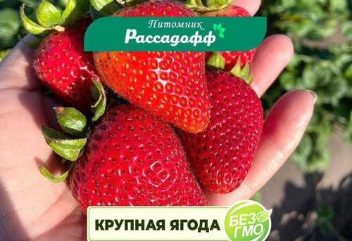 Рассада клубники. Элитные сорта